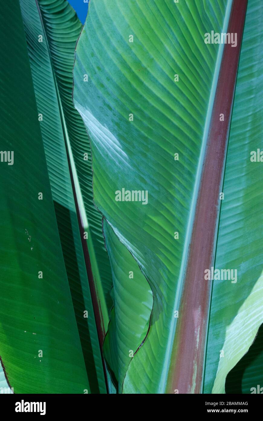 Back lit banana leaf hi-res stock photography and images - Alamy
