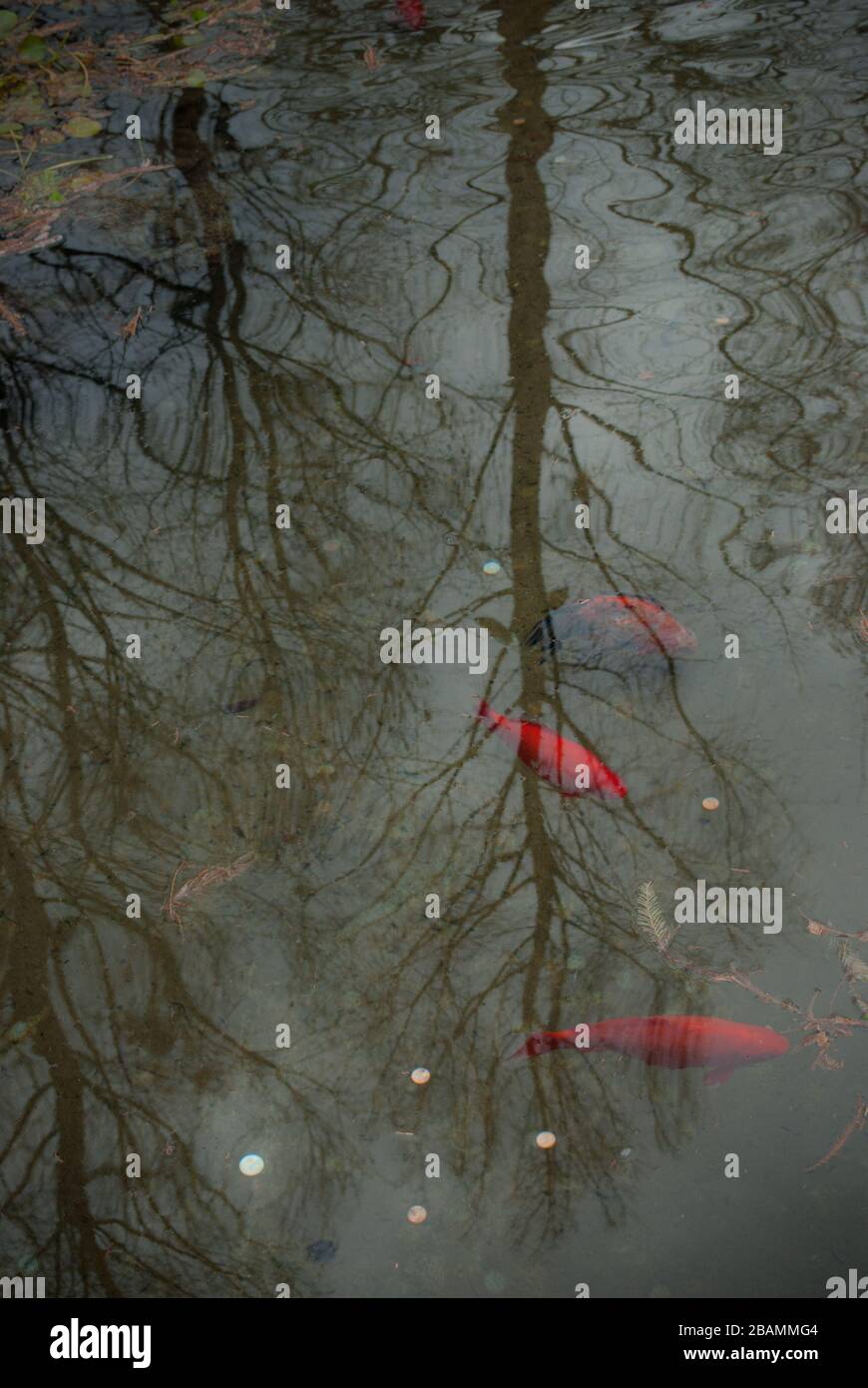 Reflection sky tree koi fish in water hi-res stock photography and ...