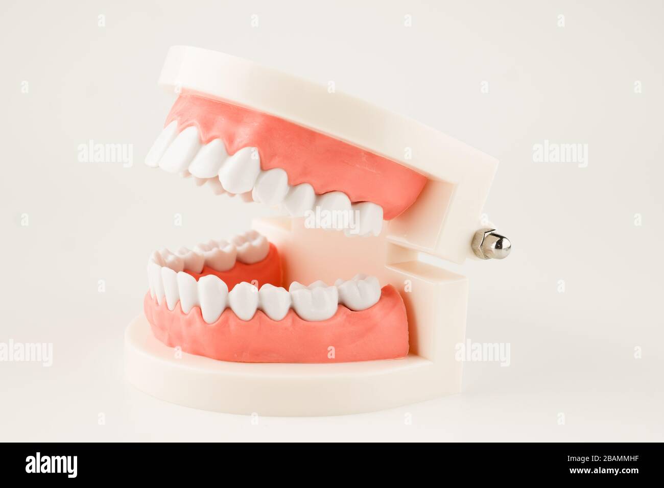 acrylic human jaw model for studying oral hygiene Stock Photo - Alamy