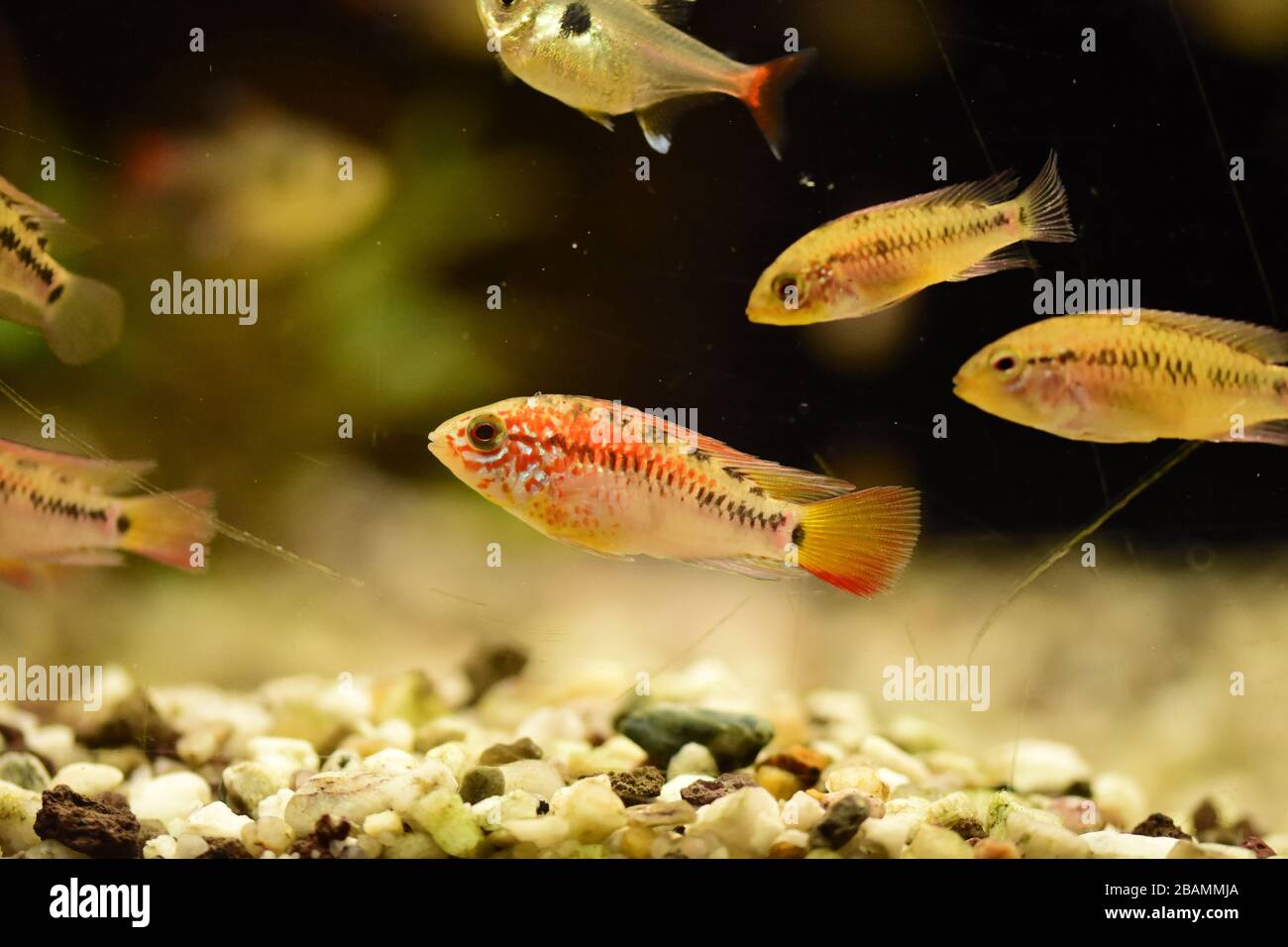 Freshwater aquarium fish, endemic cichlid fish from African lake and ...