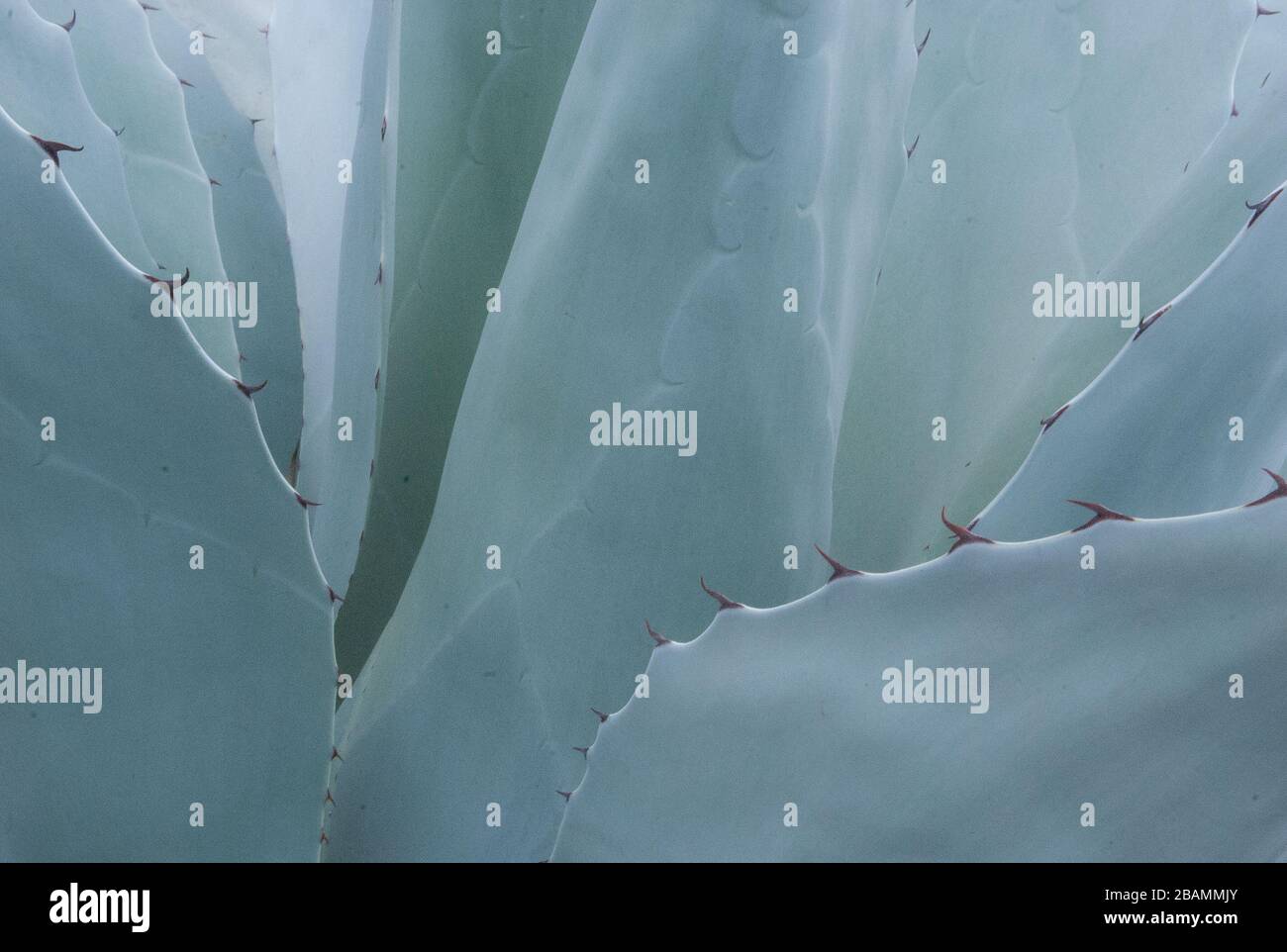 Close-up, agave plant with spines Stock Photo - Alamy