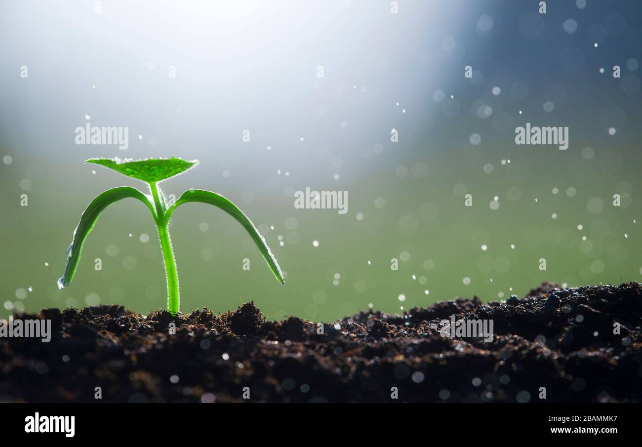 Rising young fresh plant growing in heavy rain. Symbolizes the struggle ...