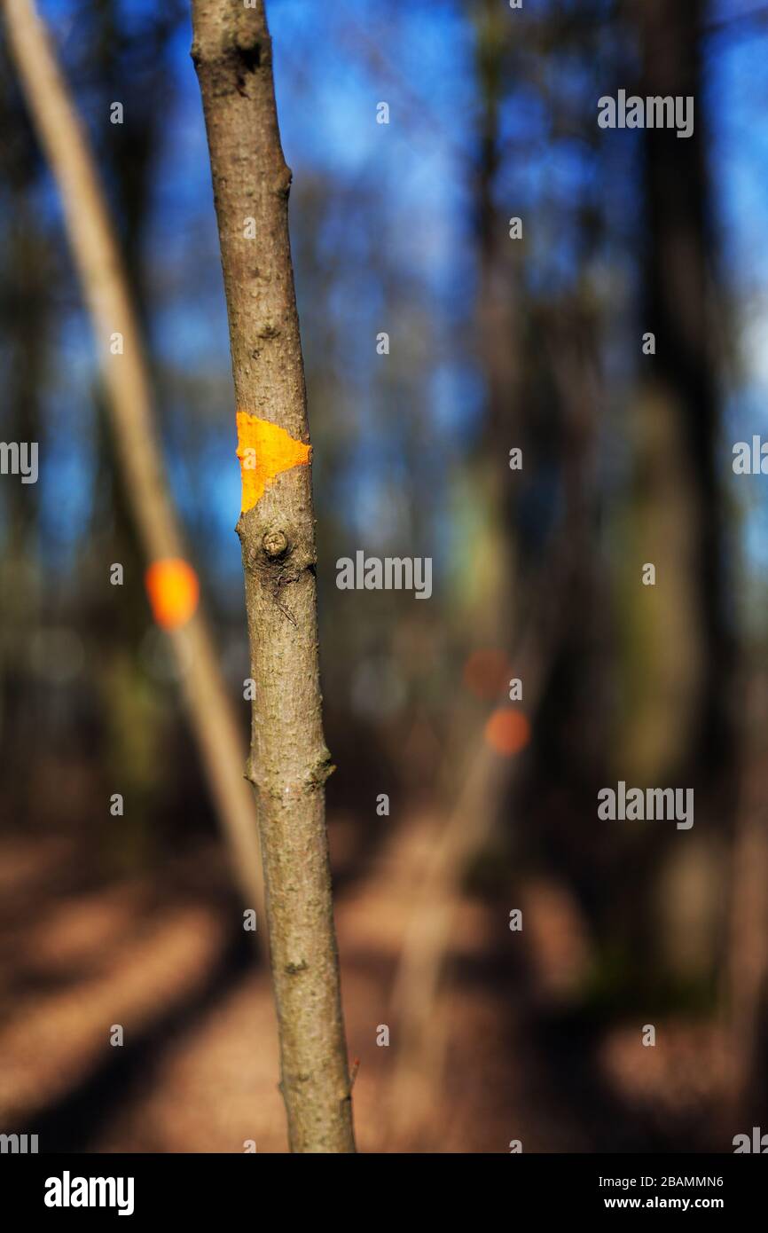 Young tree with thin trunk and twigs in the woods Yellow tree marking ...
