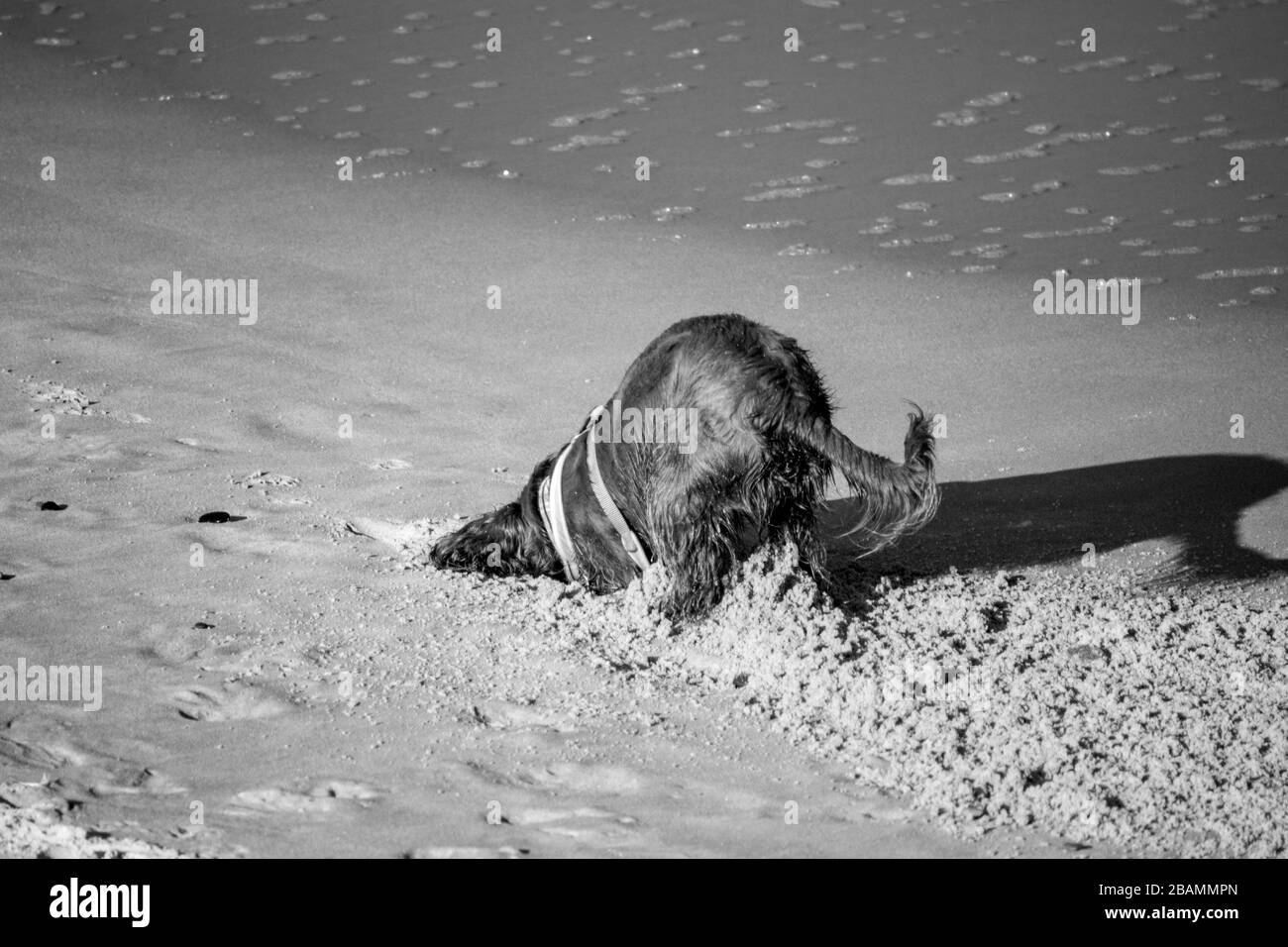 Dig into the sand Black and White Stock Photos & Images - Alamy
