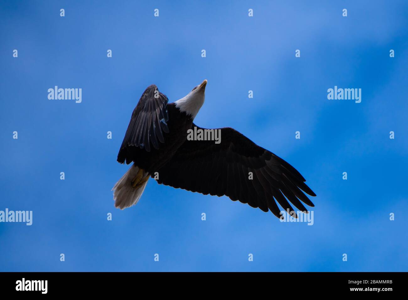 Bald Eagle In Flight Stock Photo - Alamy