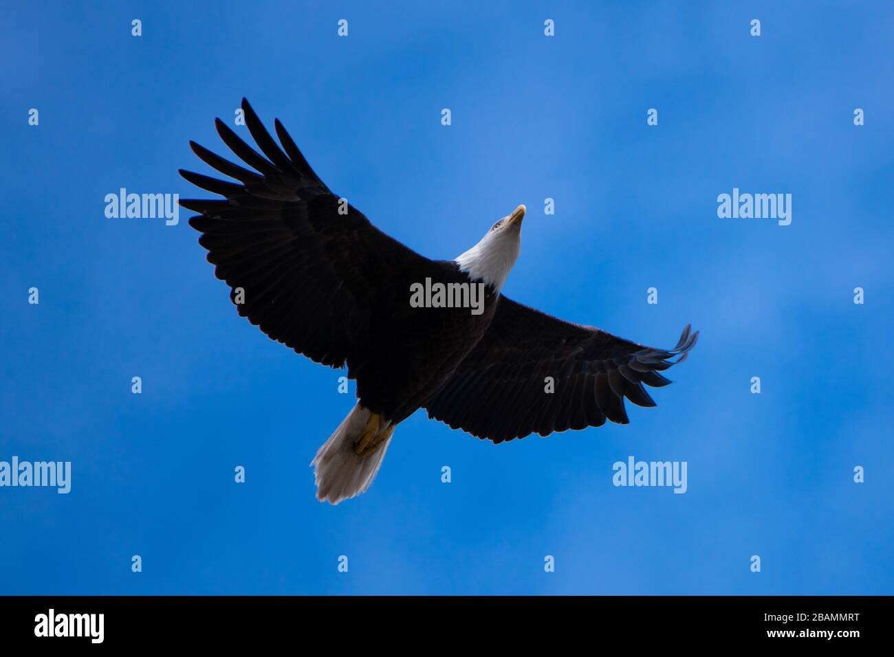 Bald Eagle In Flight Stock Photo - Alamy