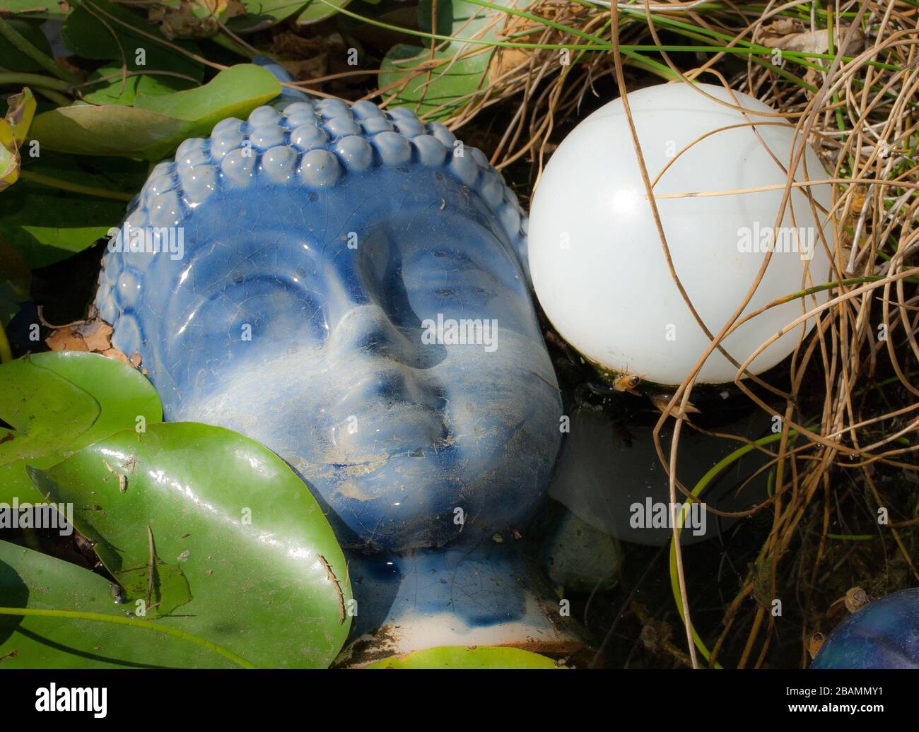 Buddha sculpture in water tank with lilies Stock Photo - Alamy