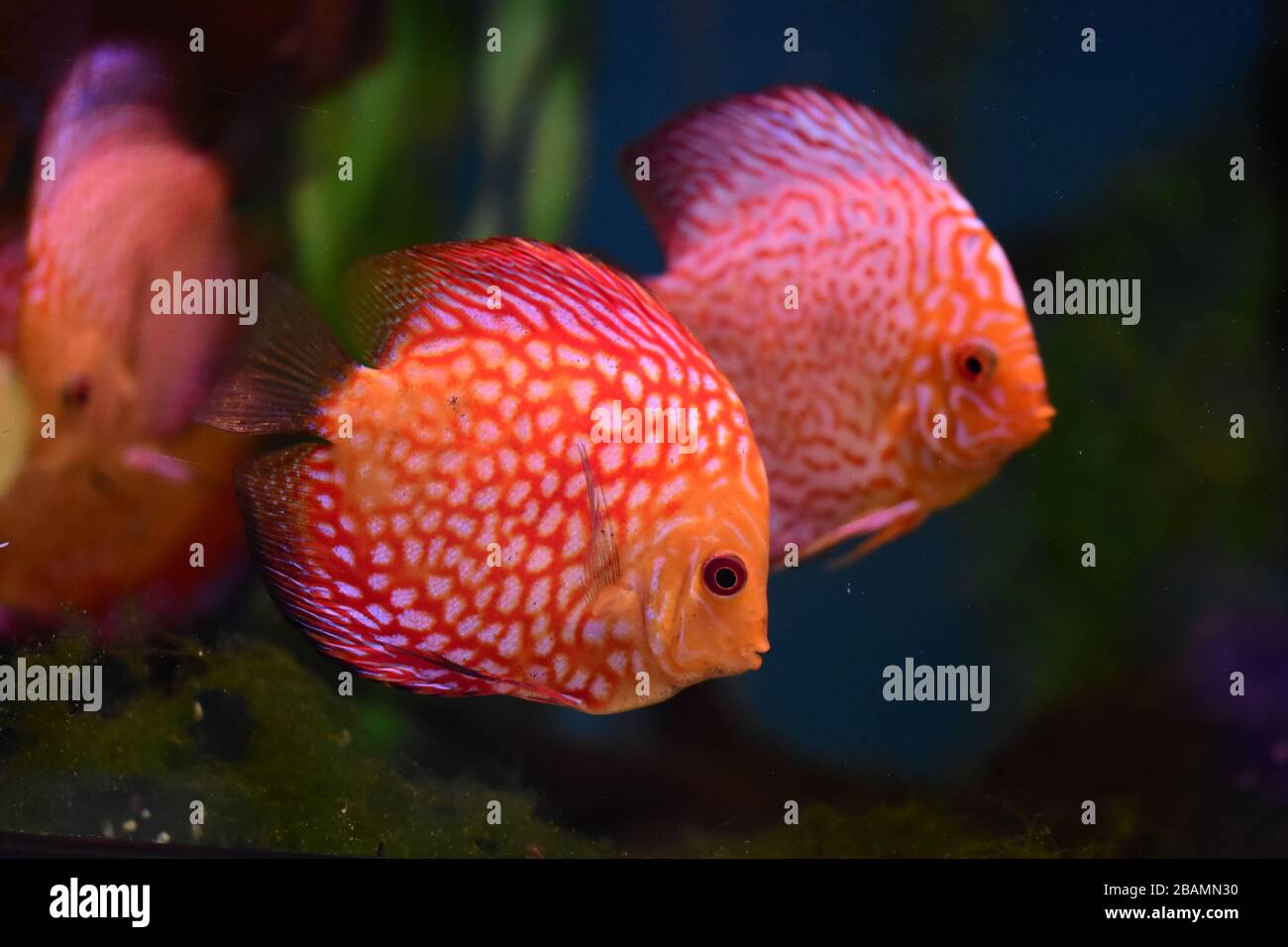 Freshwater aquarium fish symphysodon discus from Amazon river Stock ...