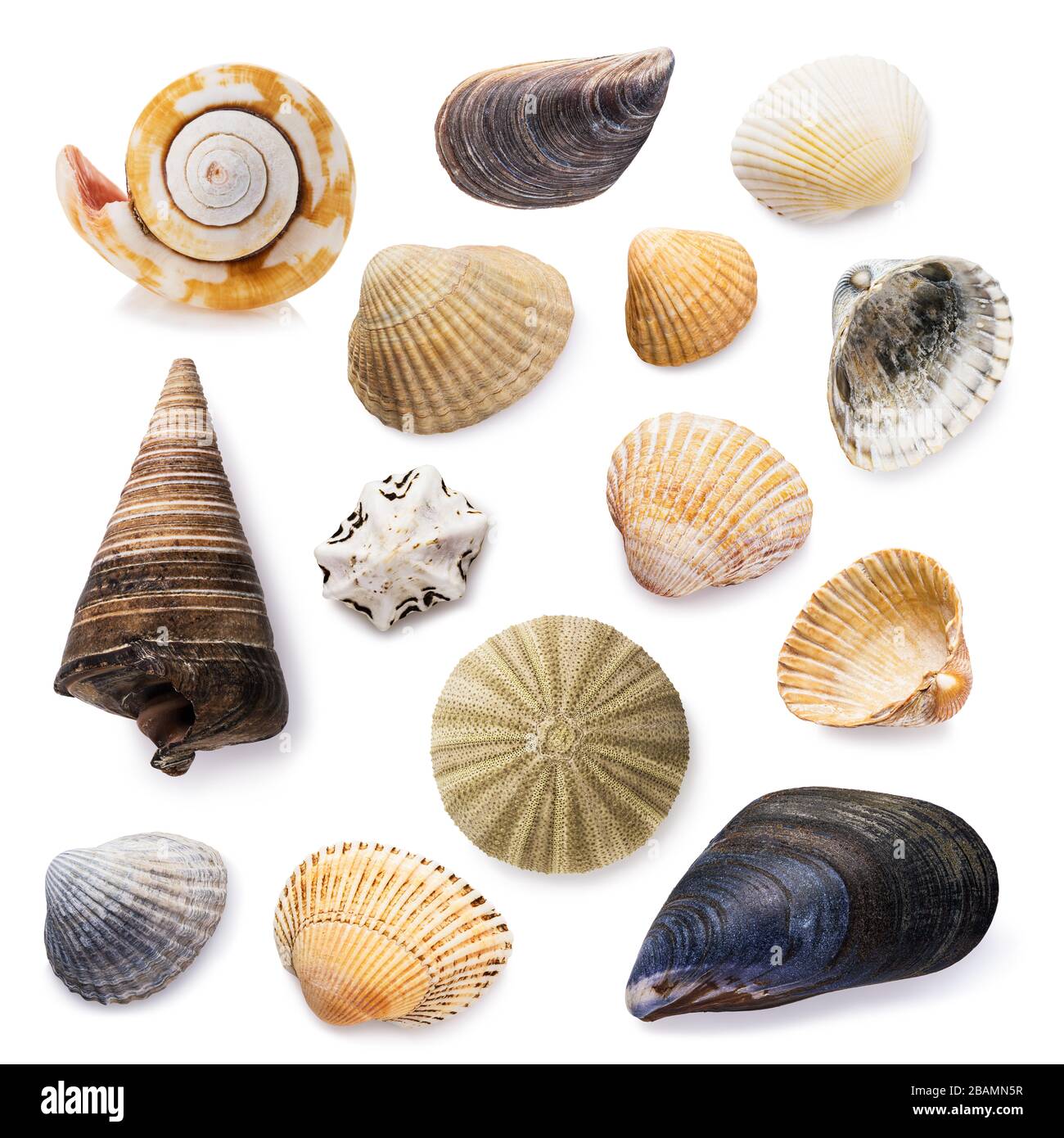 Big collection of seashells isolated on a white background. Stacked ...