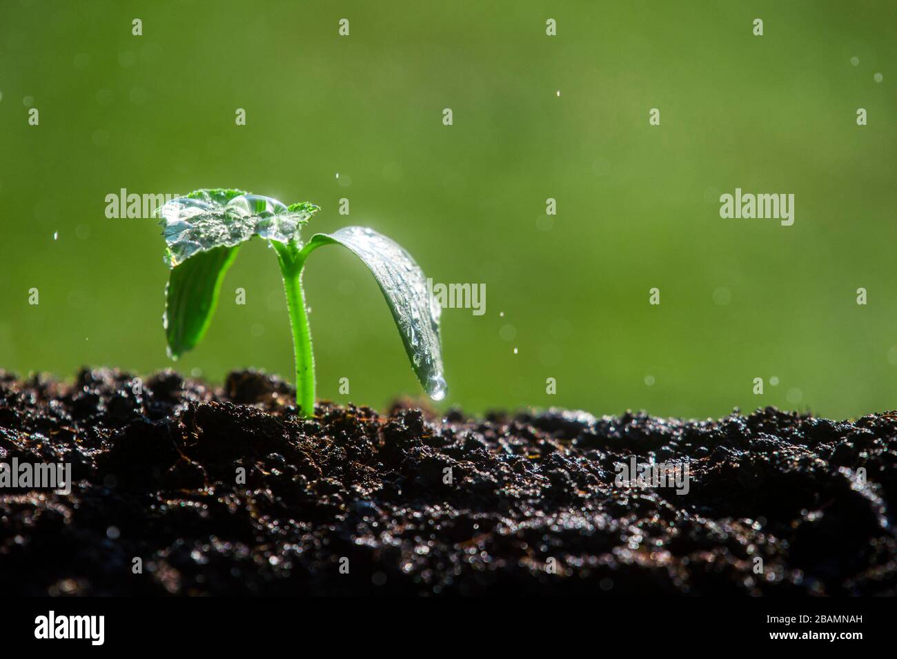 Rising young fresh plant growing in heavy rain. Symbolizes the struggle ...