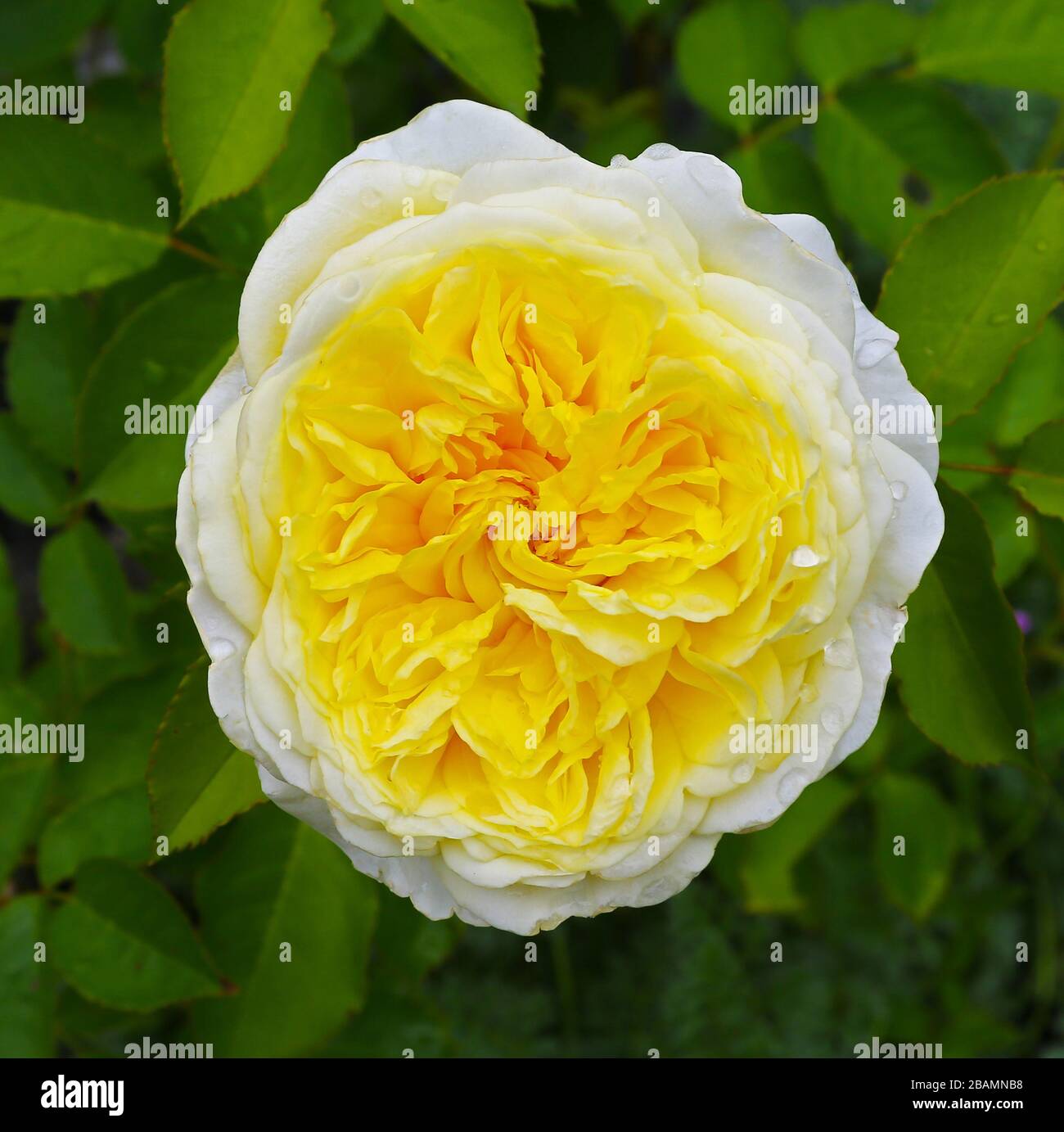 A close up image of a flower called The Pilgrim, a Yellow English ...