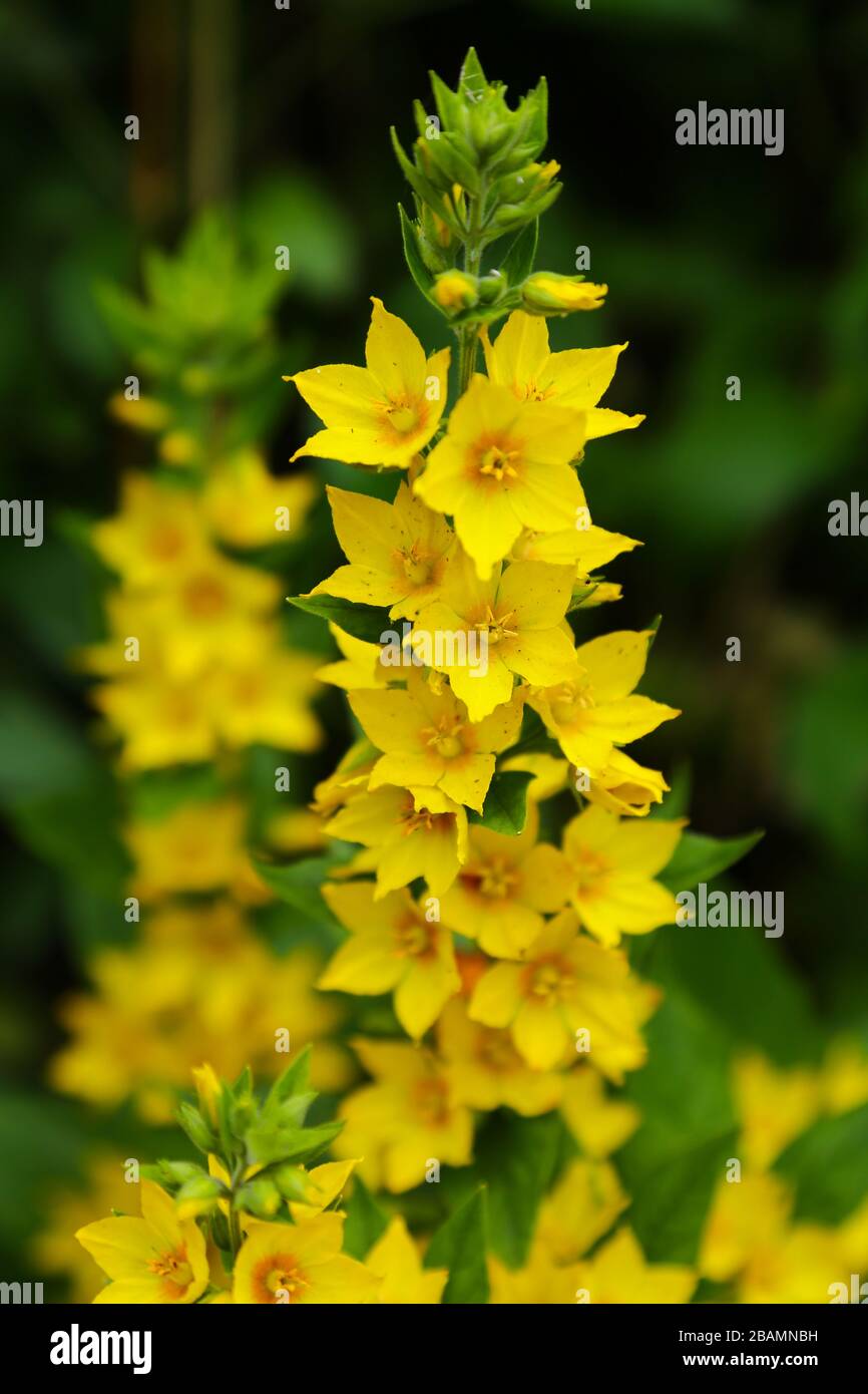 Yellow loosestrife hi-res stock photography and images - Alamy
