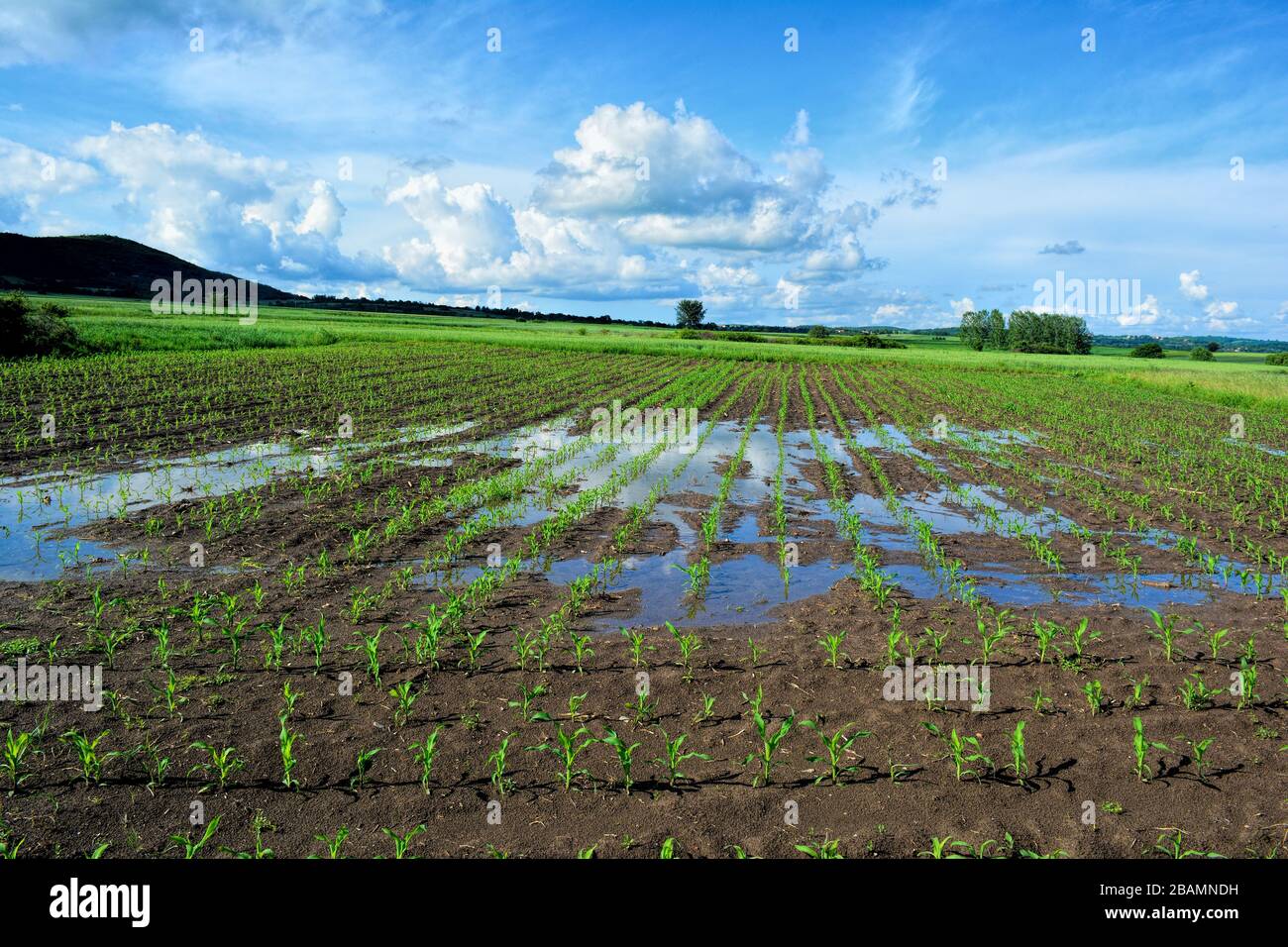 Young corn field after heavy late spring rain, ready to boost to growth ...
