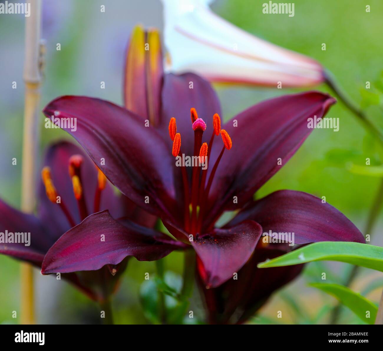 Lilium flowers blooms gardens hi-res stock photography and images - Alamy
