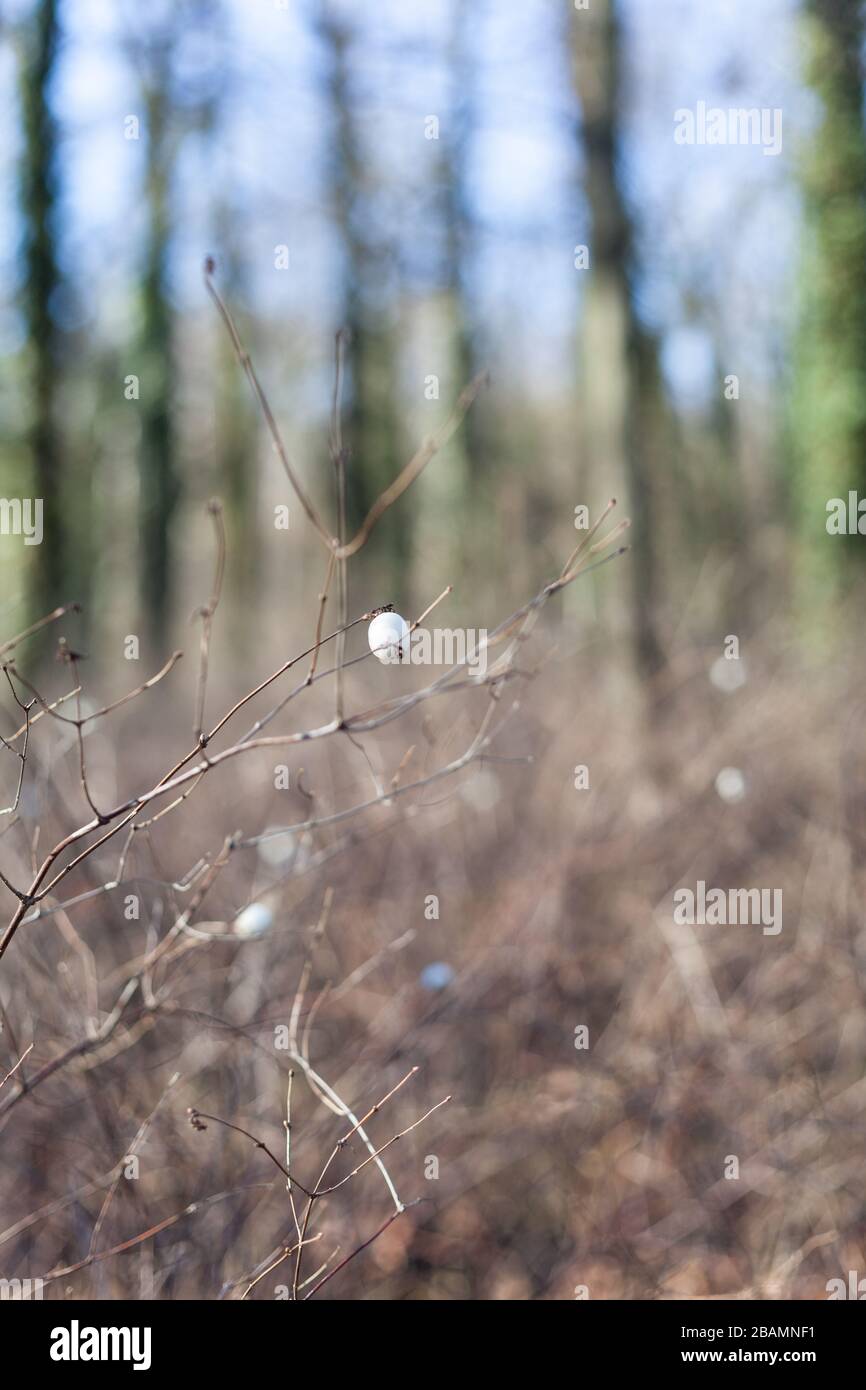 snowberry in winter forest snow berry nature vegetation shrub plant ...