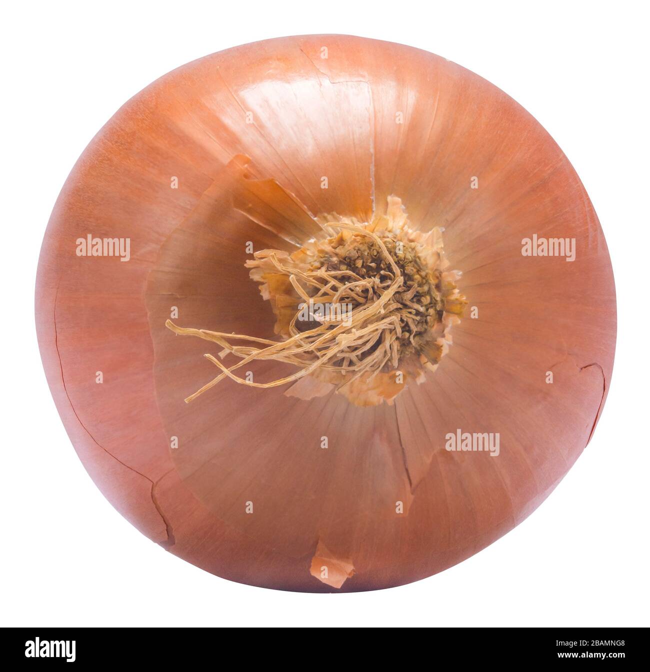An Isolated Fresh Unpeeled Organic Onion On A White Background Stock ...
