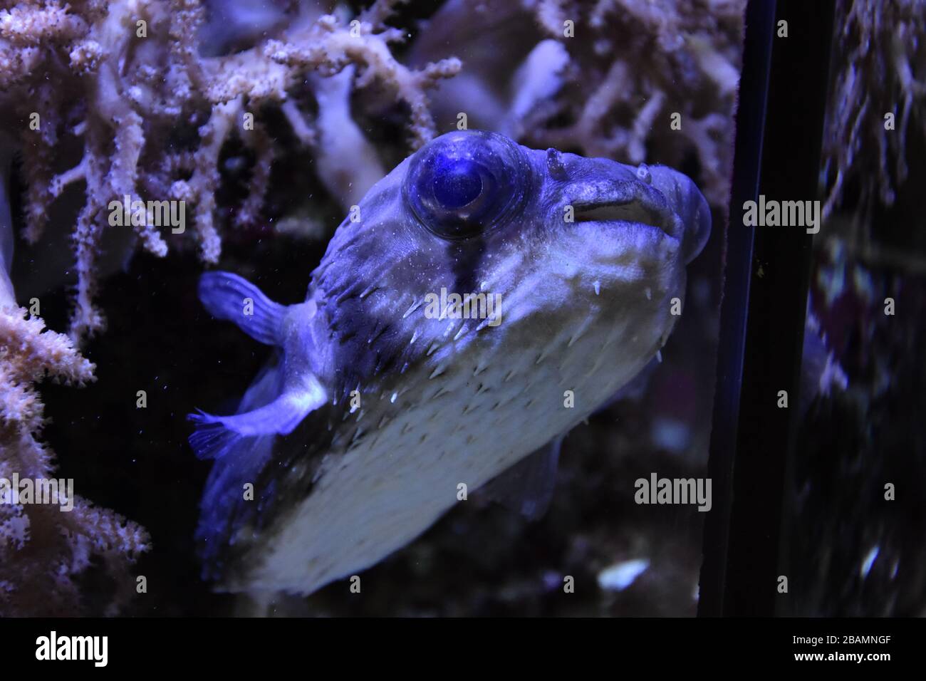 The blackspotted puffer (Arothron nigropunctatus). The dog-faced puffer ...