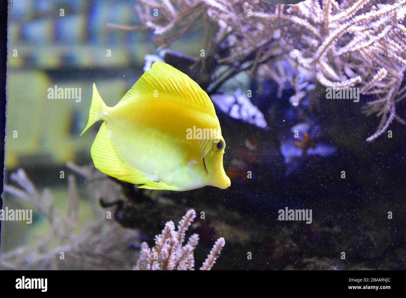 The yellow tang (Zebrasoma flavescens), salt water yellow aquarium fish ...