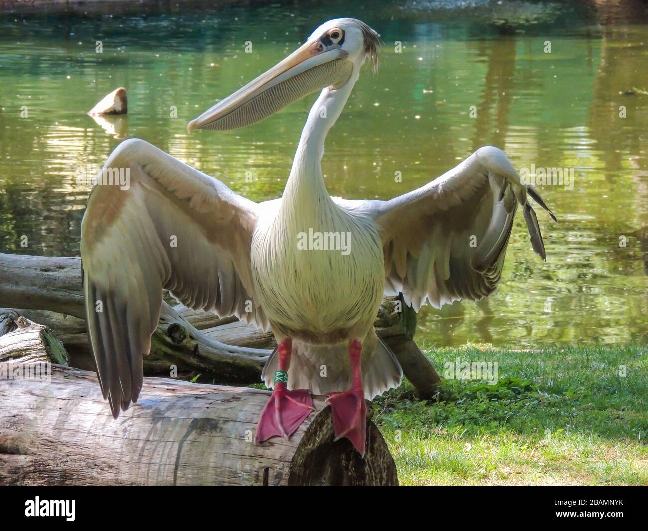 Sad animals deprived of their freedom in a zoo Stock Photo - Alamy