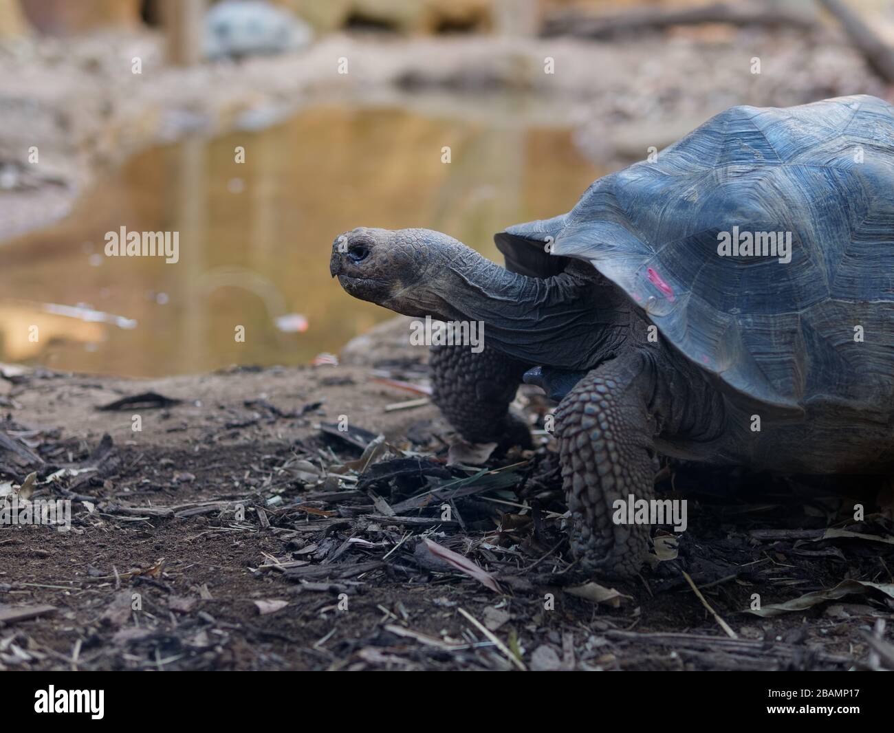 Galapagos giant tortoise side view hi-res stock photography and images ...