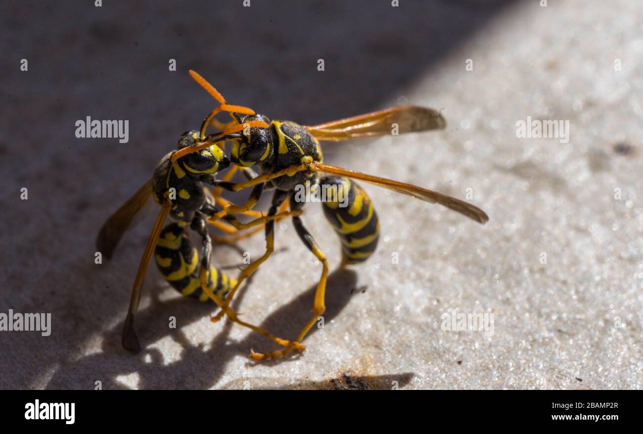 Wasps fighting hi-res stock photography and images - Alamy