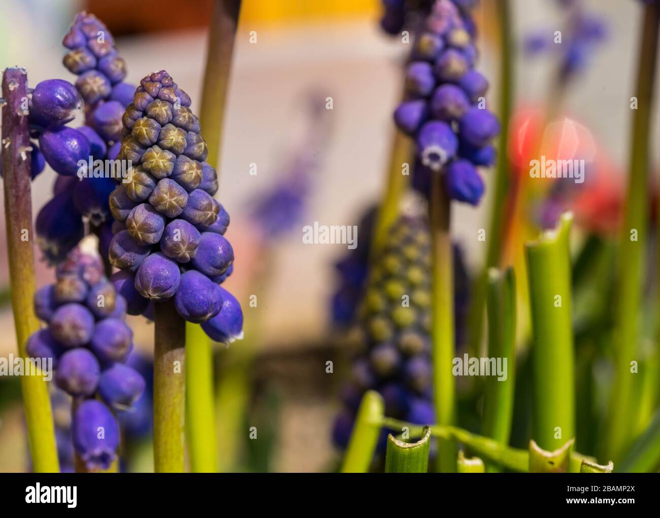 Blue Grape Hyacinth close-up Stock Photo - Alamy