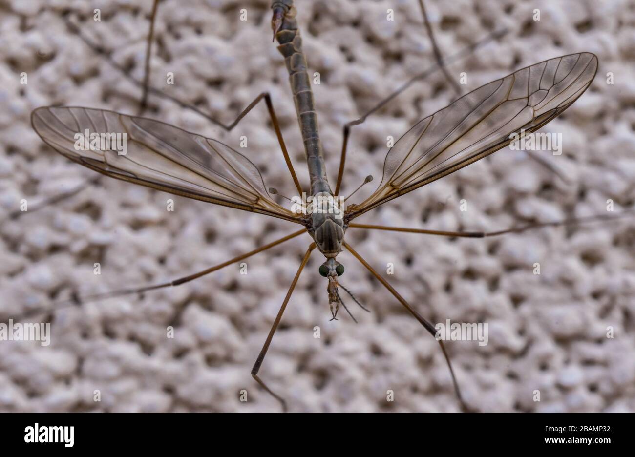 Tipulidae Close-up, looking like a scorpion Stock Photo - Alamy