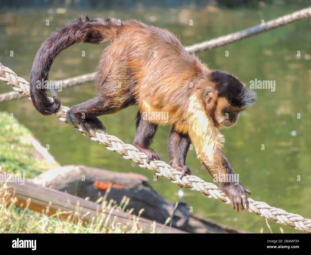 Sad animals deprived of their freedom in a zoo Stock Photo - Alamy