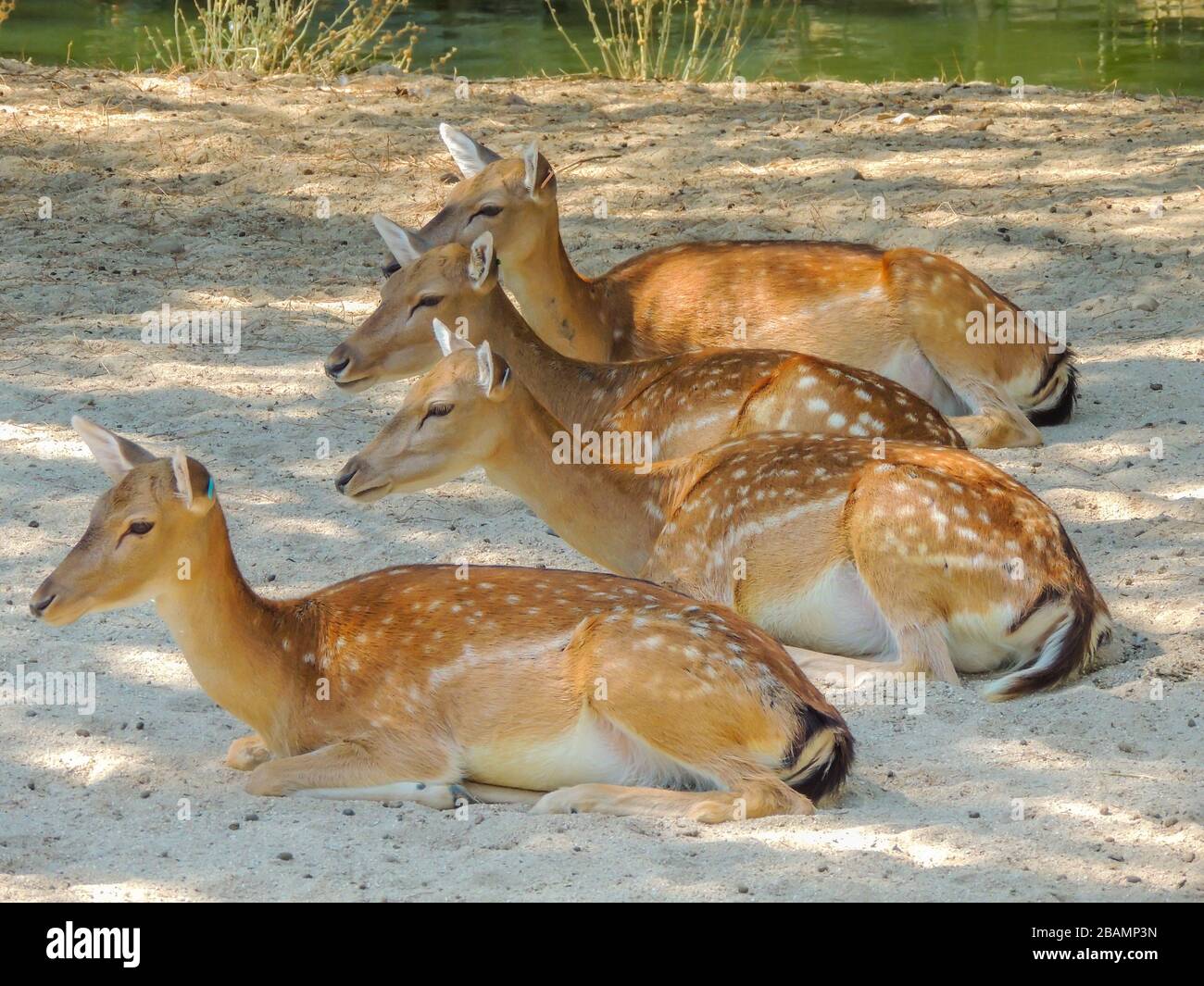 Sad animals deprived of their freedom in a zoo Stock Photo - Alamy
