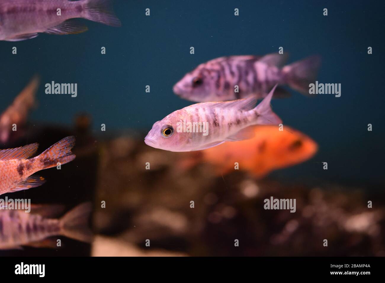 Freshwater aquarium fish, endemic cichlid fish from African lake and ...