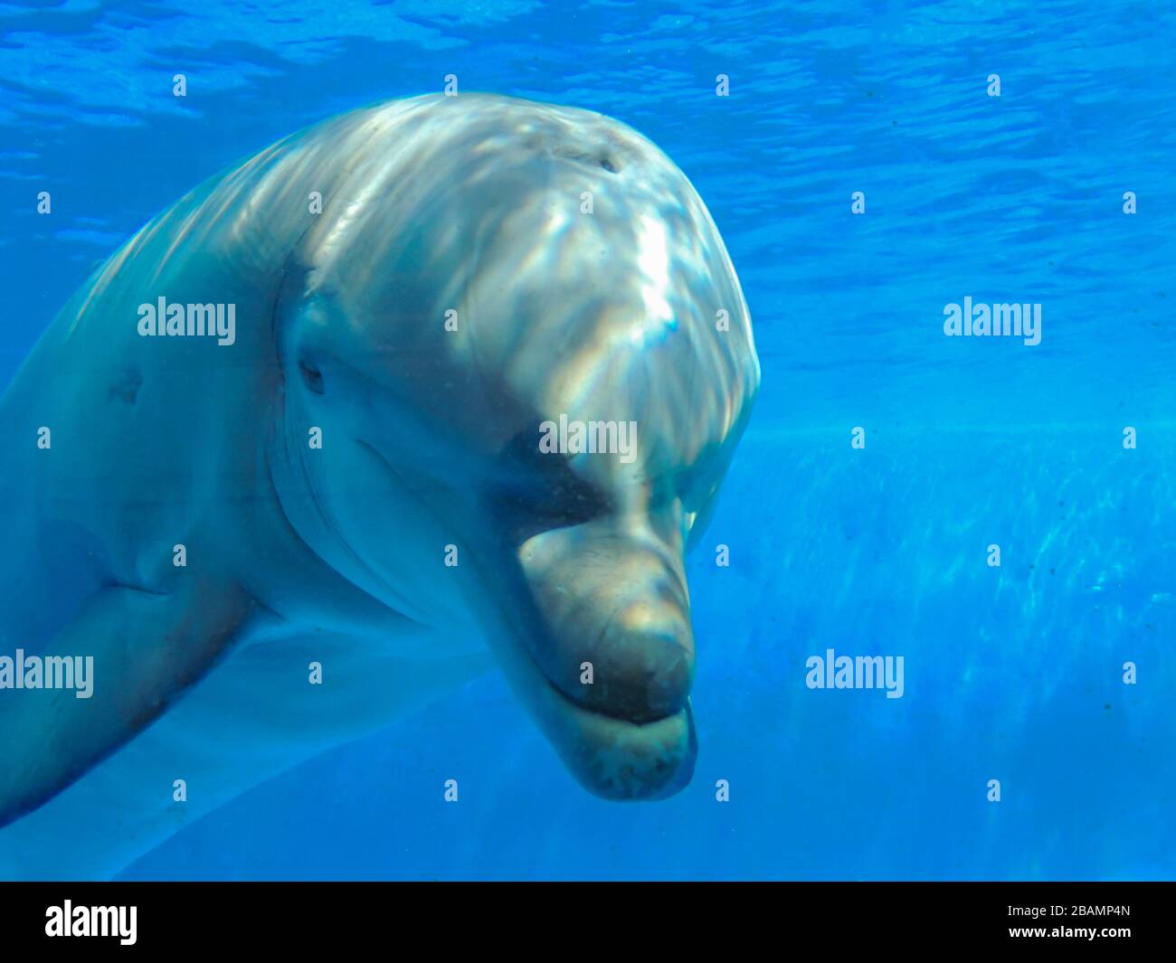 Sad animals hi-res stock photography and images - Alamy