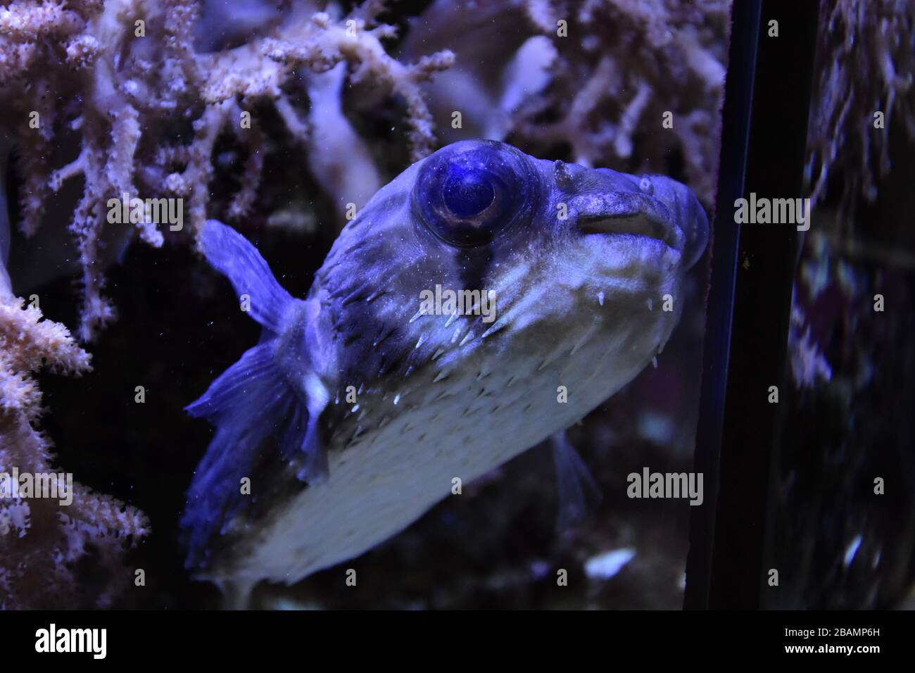 The blackspotted puffer (Arothron nigropunctatus). The dog-faced puffer ...