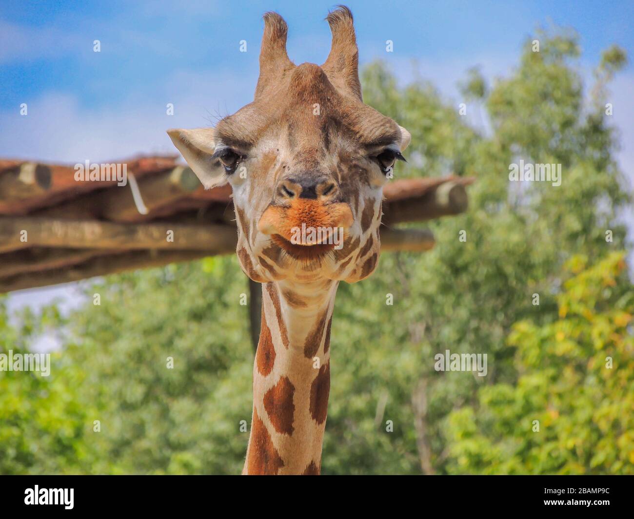 Sad animals hi-res stock photography and images - Alamy