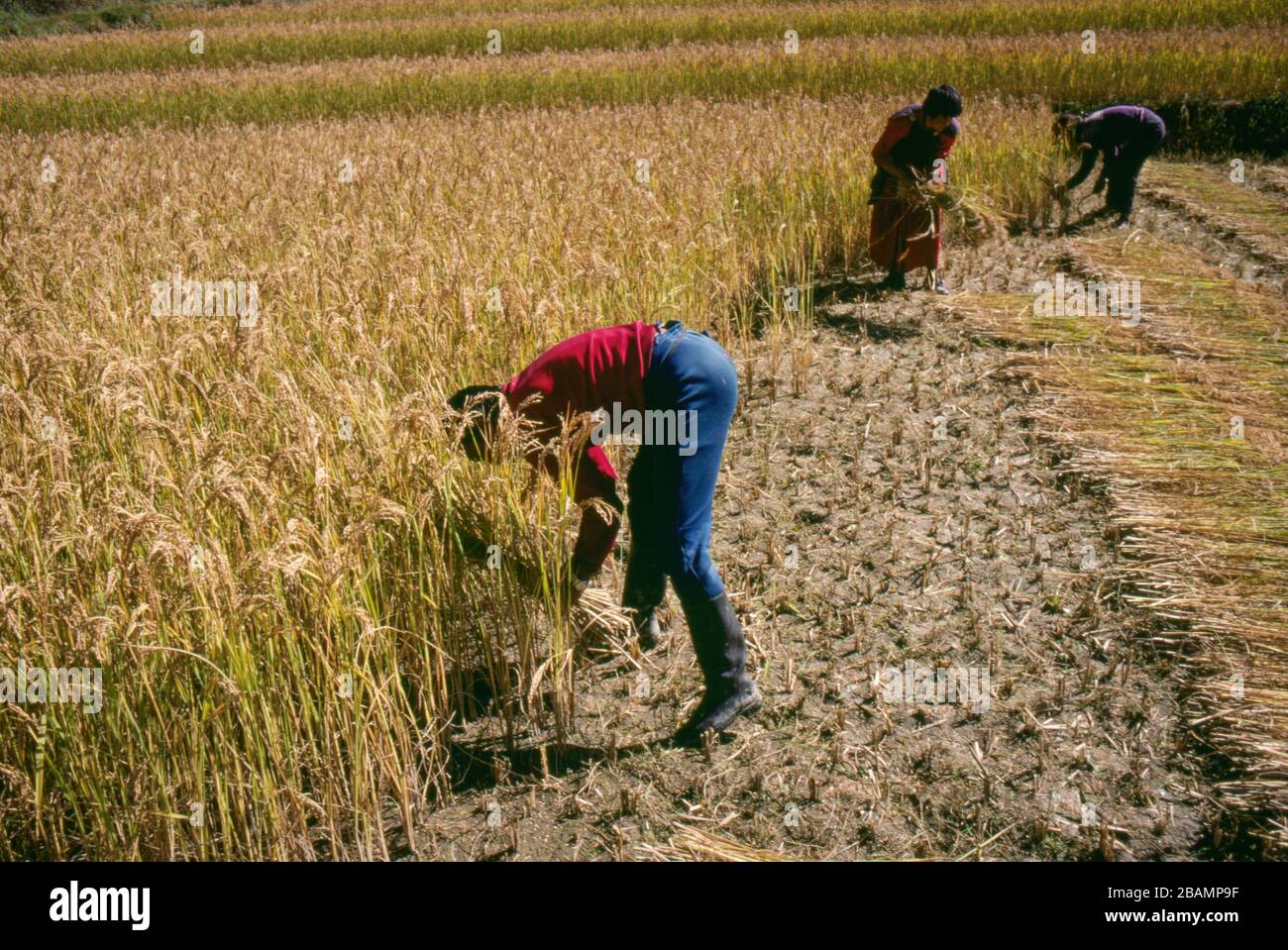 Men and women harvest rice by hand using small sythes in the Thimphu ...