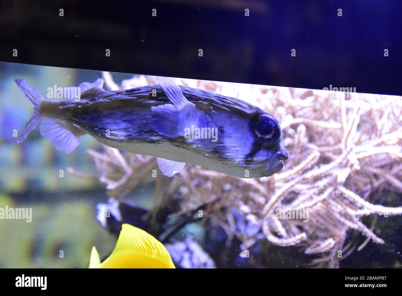 The blackspotted puffer (Arothron nigropunctatus). The dog-faced puffer ...