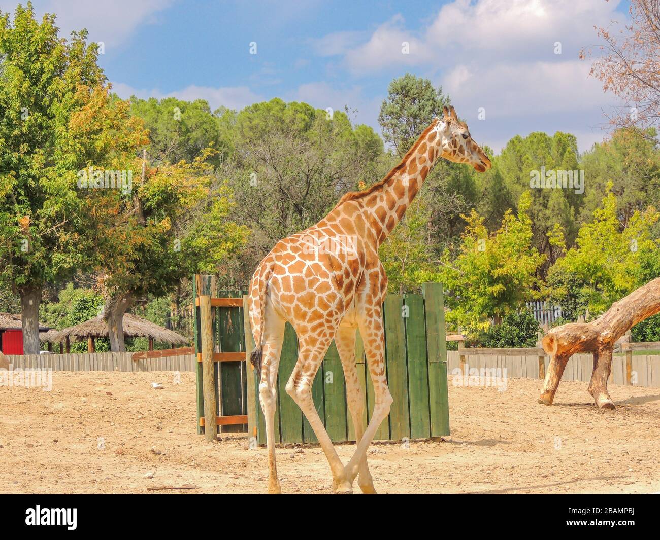 Sad animals deprived of their freedom in a zoo Stock Photo - Alamy