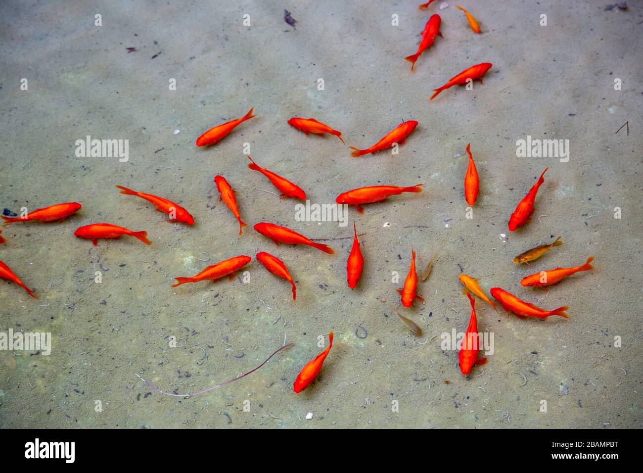 Fish in shallow water Stock Photo - Alamy
