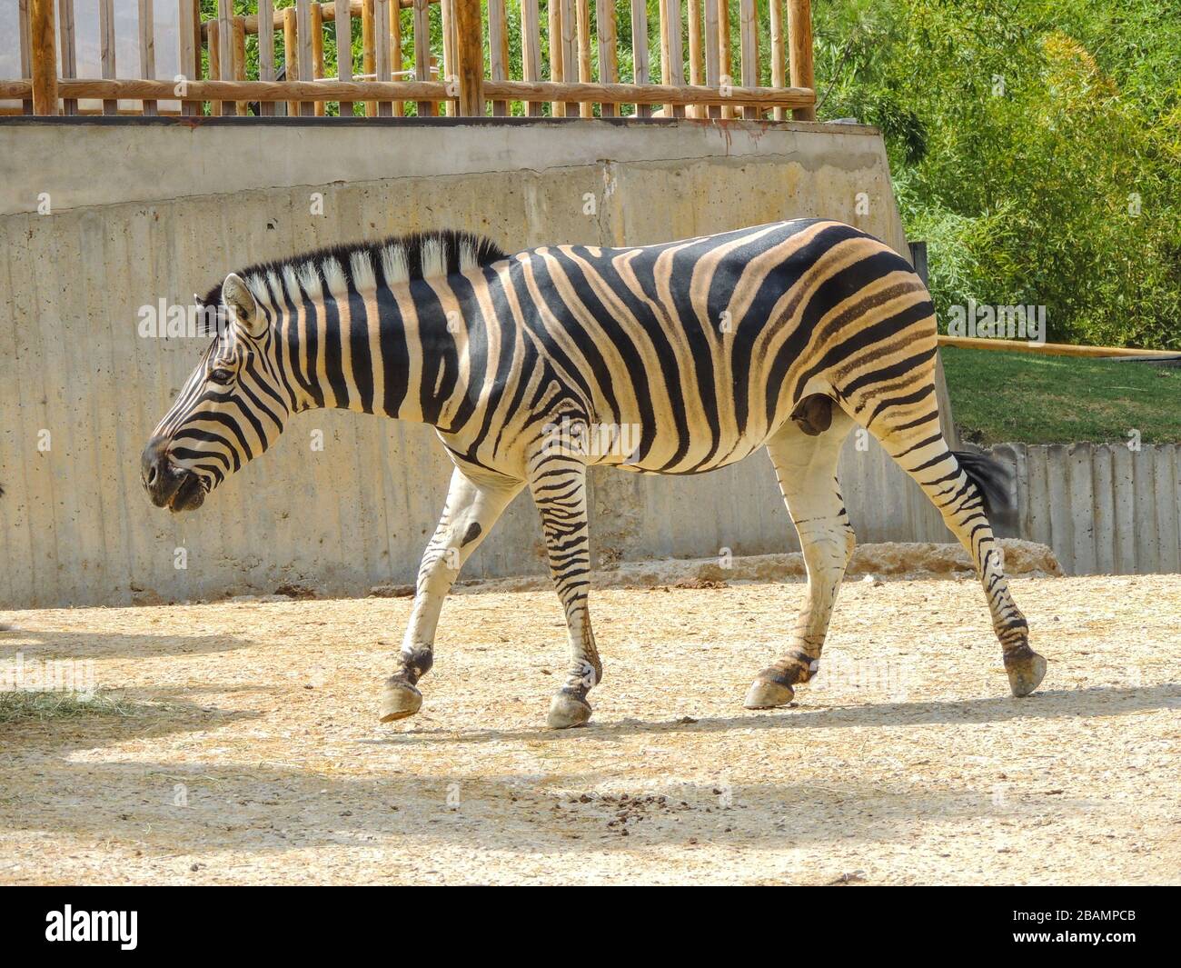 Sad animals deprived of their freedom in a zoo Stock Photo - Alamy