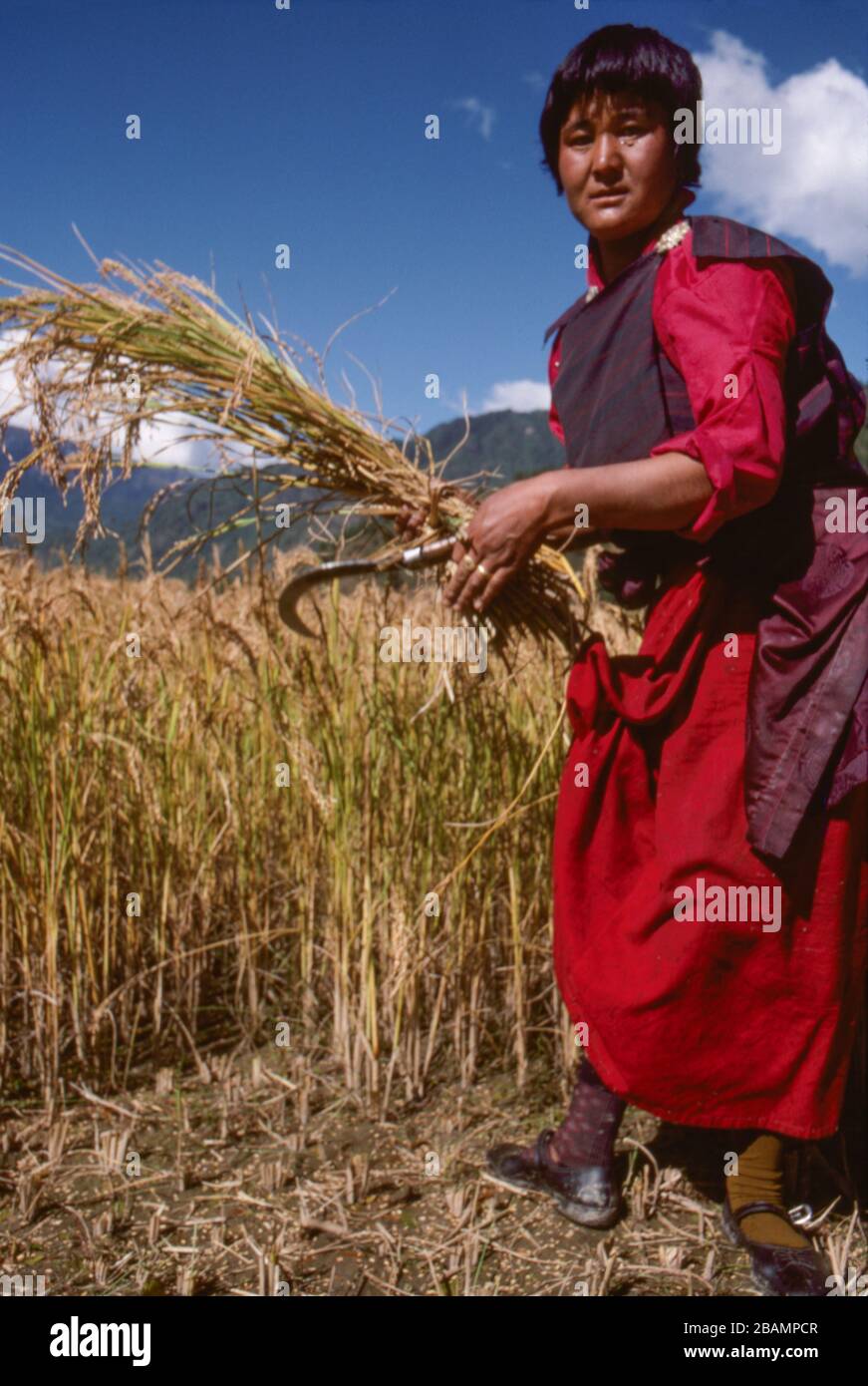 Woman harvesting rice by hand with a sickle, at Taba, Bhutan. (17-10-89 ...