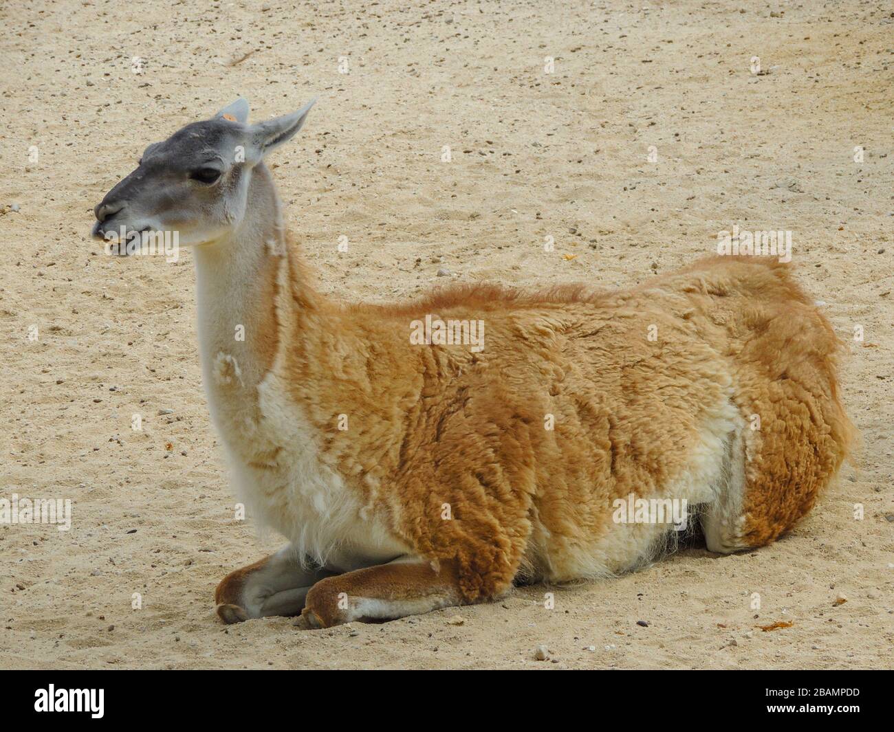 Sad animals deprived of their freedom in a zoo Stock Photo - Alamy