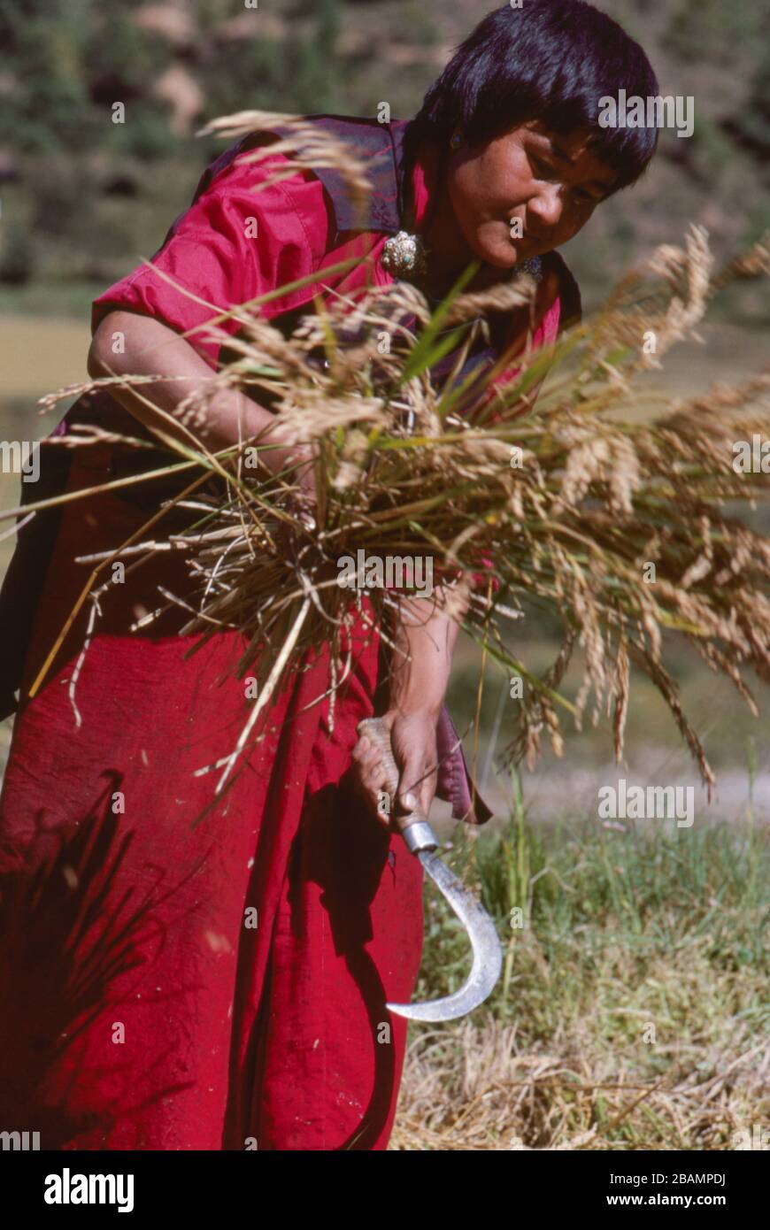 Woman harvesting rice by hand with a sickle, at Taba, Bhutan. (17-10-89 ...