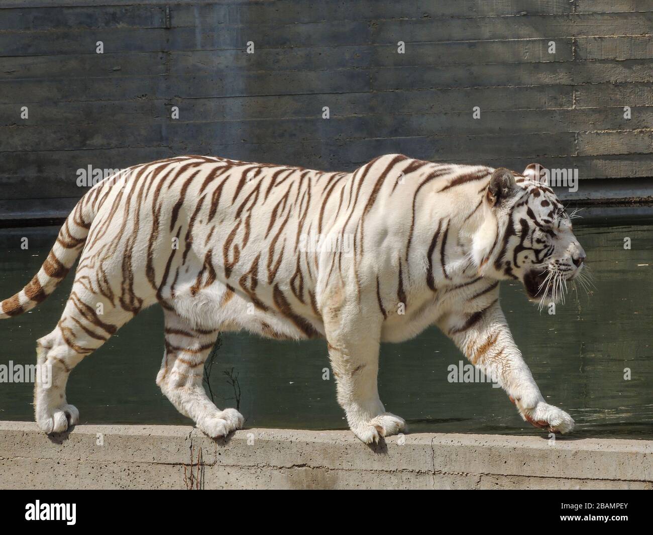 Sad animals deprived of their freedom in a zoo Stock Photo - Alamy