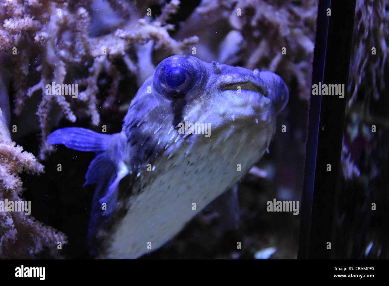 The blackspotted puffer (Arothron nigropunctatus). The dog-faced puffer ...