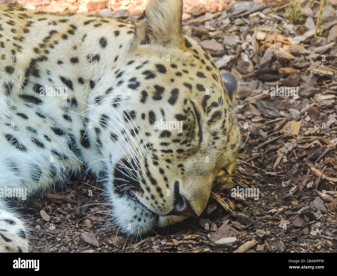 Sad animals deprived of their freedom in a zoo Stock Photo - Alamy
