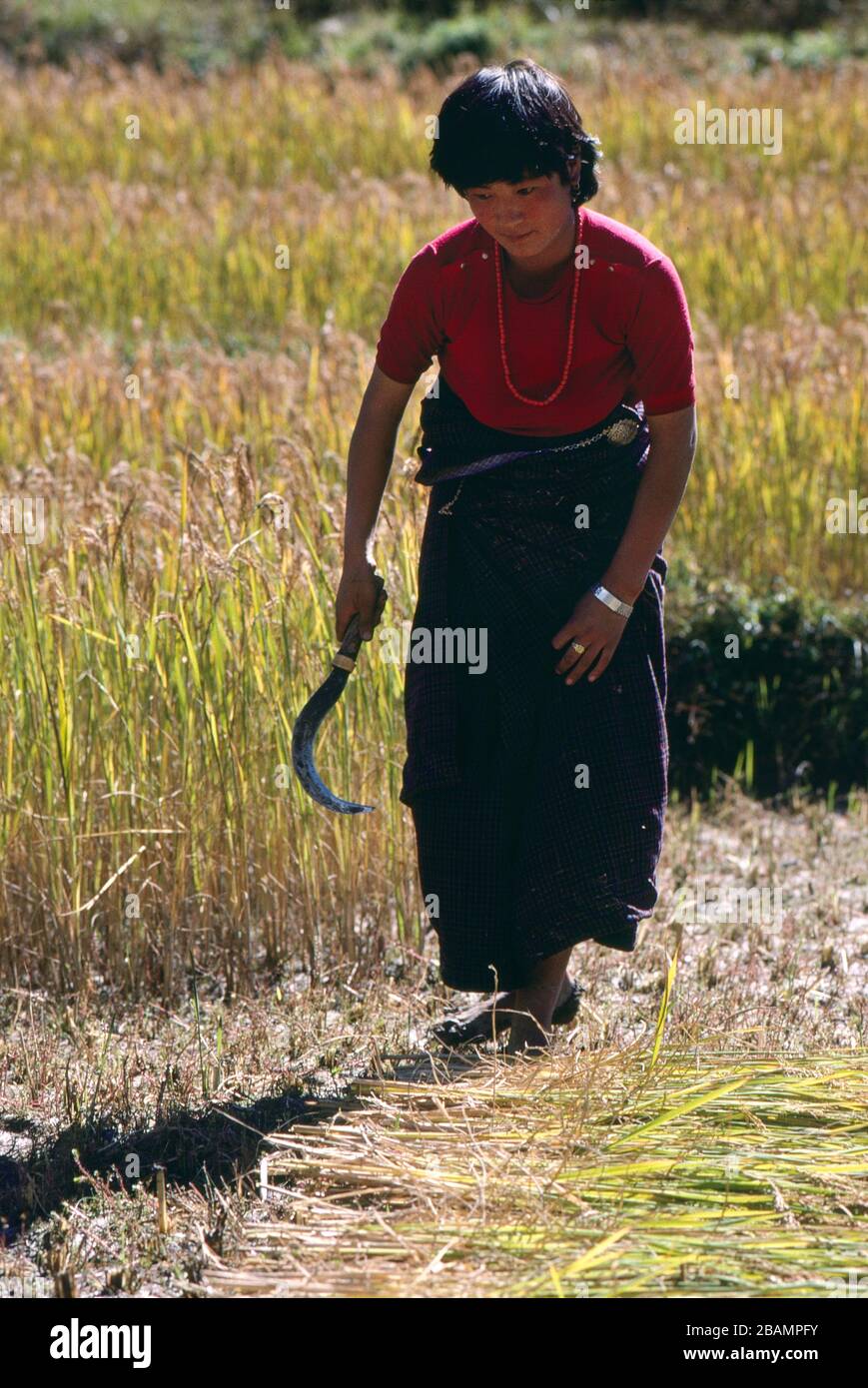 Woman harvesting rice by hand with a sickle, at Taba, Bhutan Stock ...