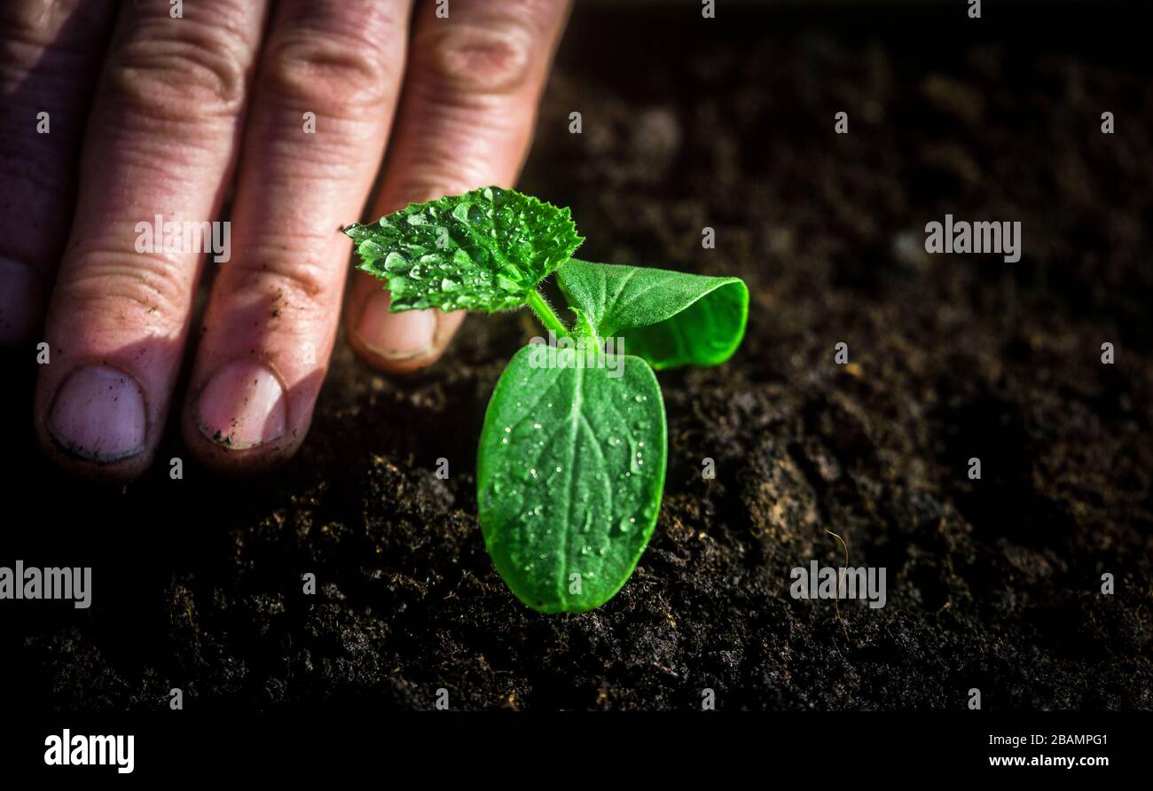 Farmers hand planting watering hi-res stock photography and images - Alamy