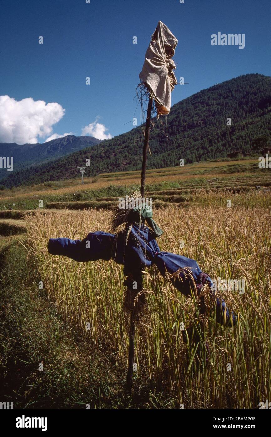 Scarecrow in a rice paddy at Taba, outside Thimphu, Bhutan Stock Photo ...