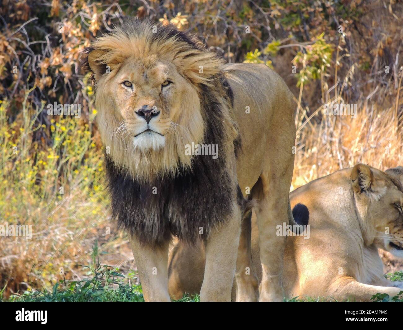 Sad animals deprived of their freedom in a zoo Stock Photo - Alamy