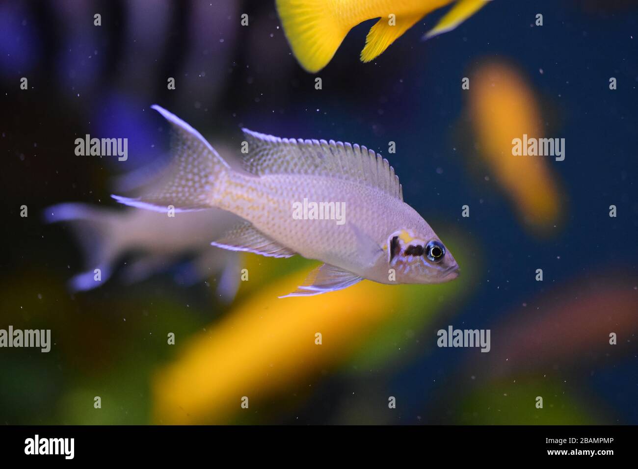 African Freshwater Aquarium Fish