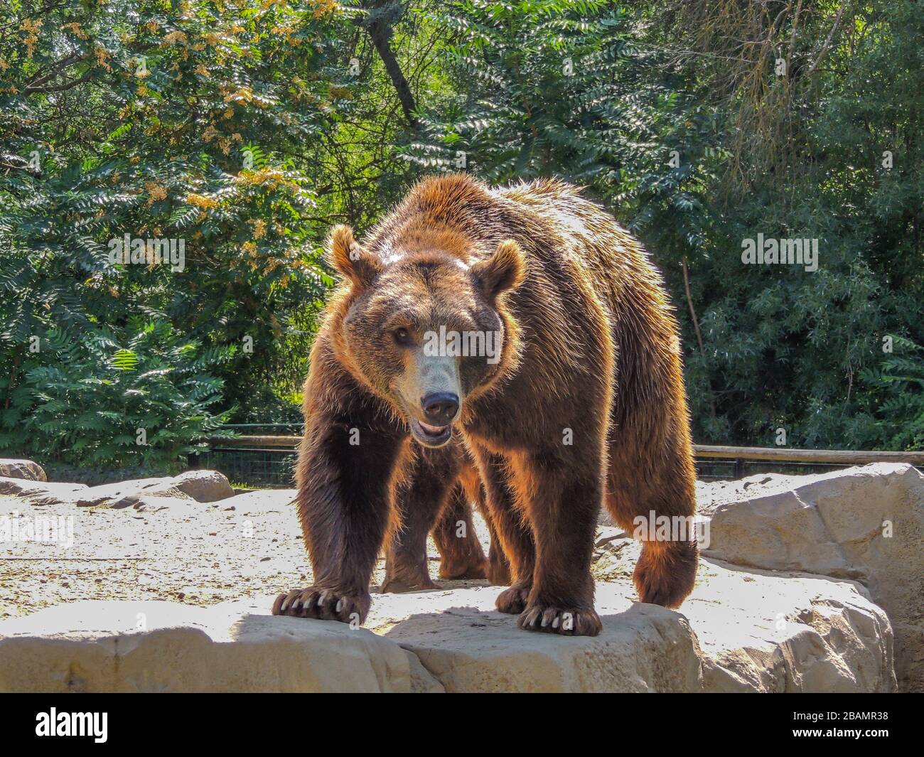 Sad animals deprived of their freedom in a zoo Stock Photo - Alamy